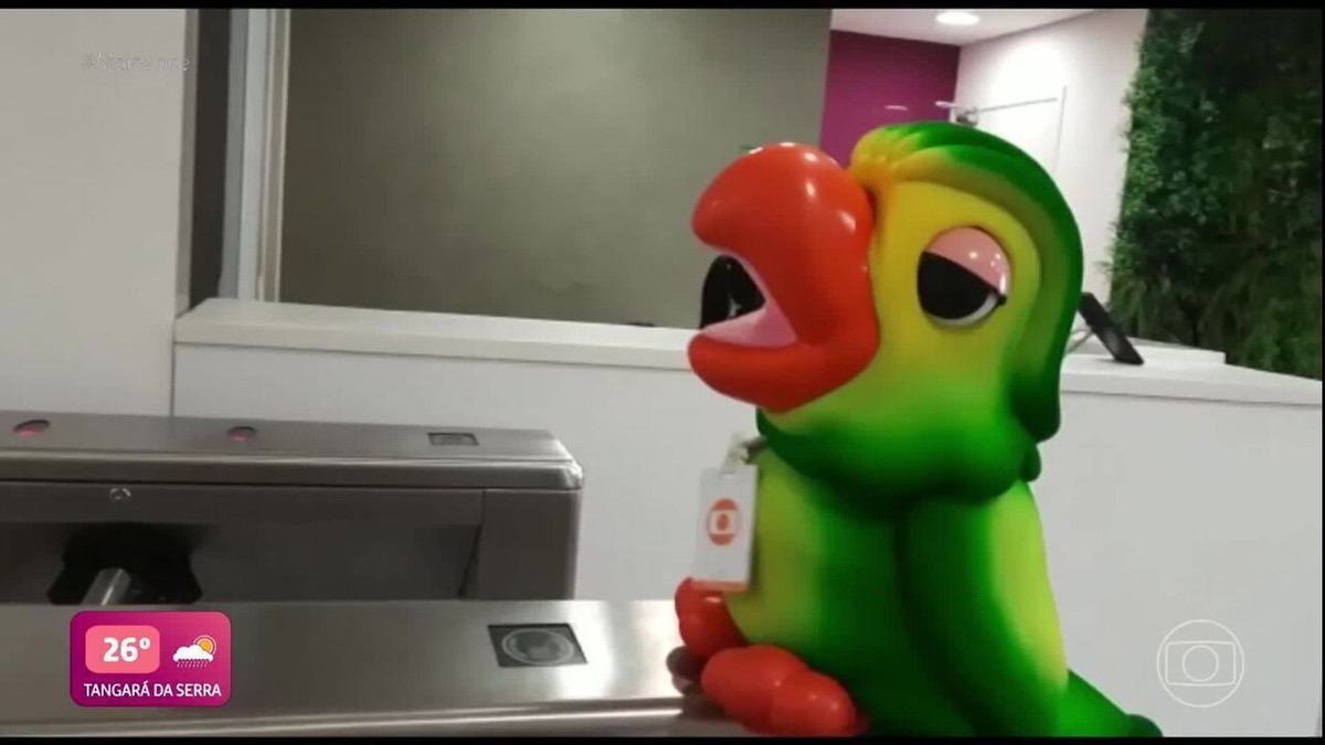 Papagaio que diz ser filho do Louro José ganha crachá provisório e ...