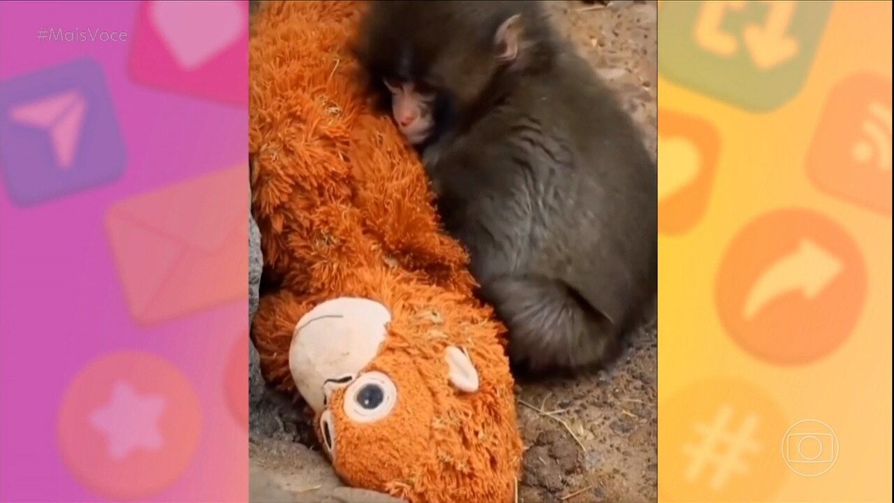 Macaco Punch: a história do macaco japonês que comoveu a web | Gshow