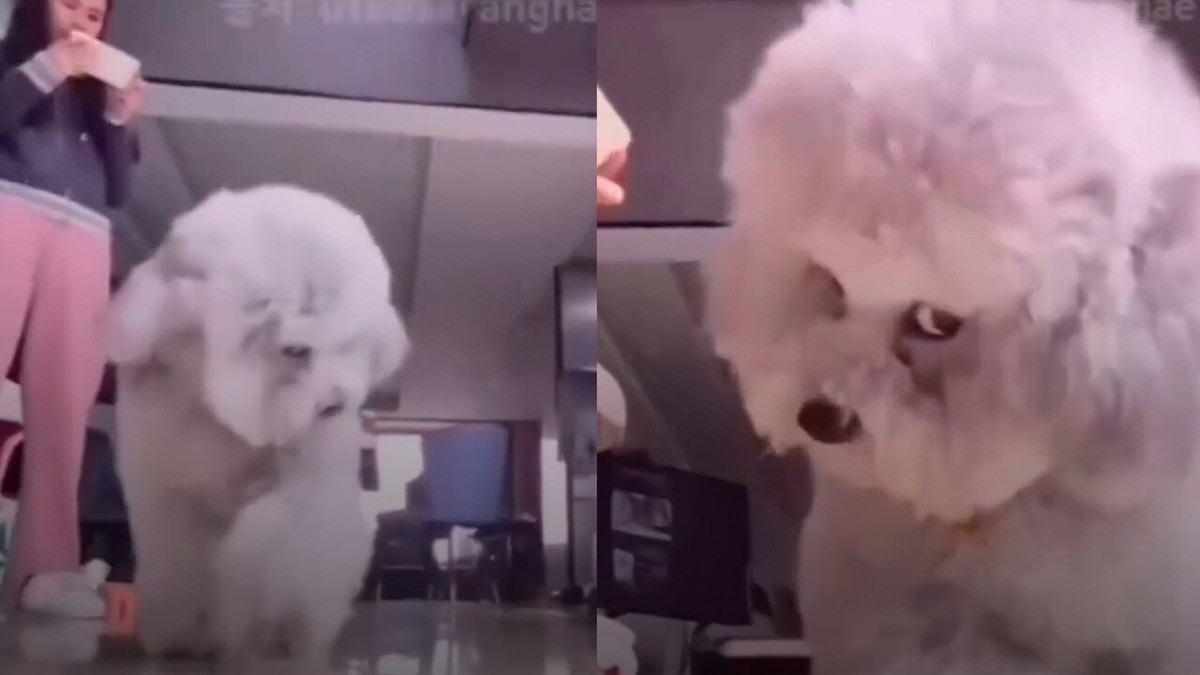 Doguinho viraliza na web ao atacar câmera | Viralizou | gshow