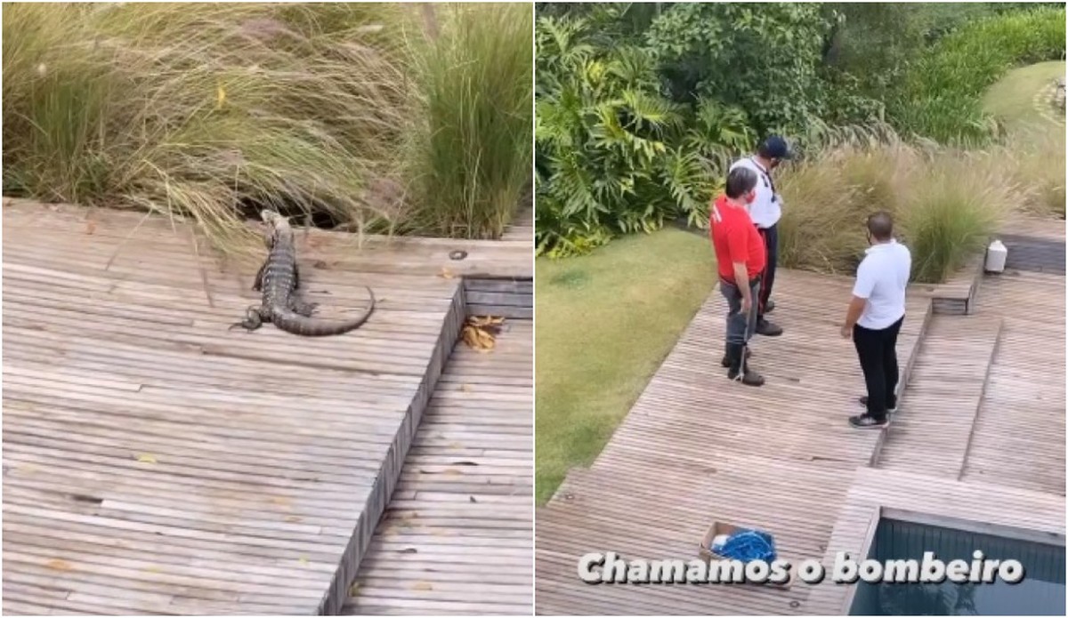 Marcos Mion flagra animal em sua casa; veja outros famosos que passaram ...