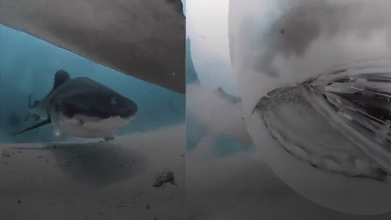 Vídeo mostra tubarão por dentro após animal engolir câmera subaquática ...