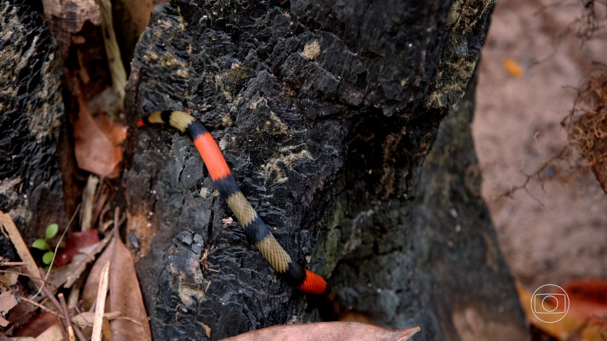 Cobra em rio da Amazônia assusta participantes do No Limite | 2023 | gshow