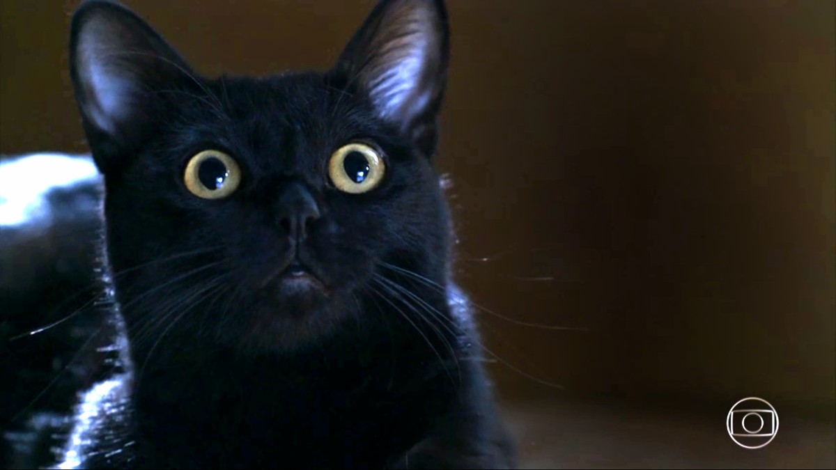 Reveja em 10 vídeos os acontecimentos mais bombásticos com León