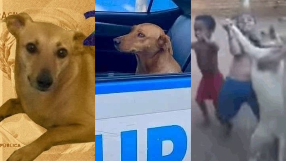 Cachorro Vira Memes