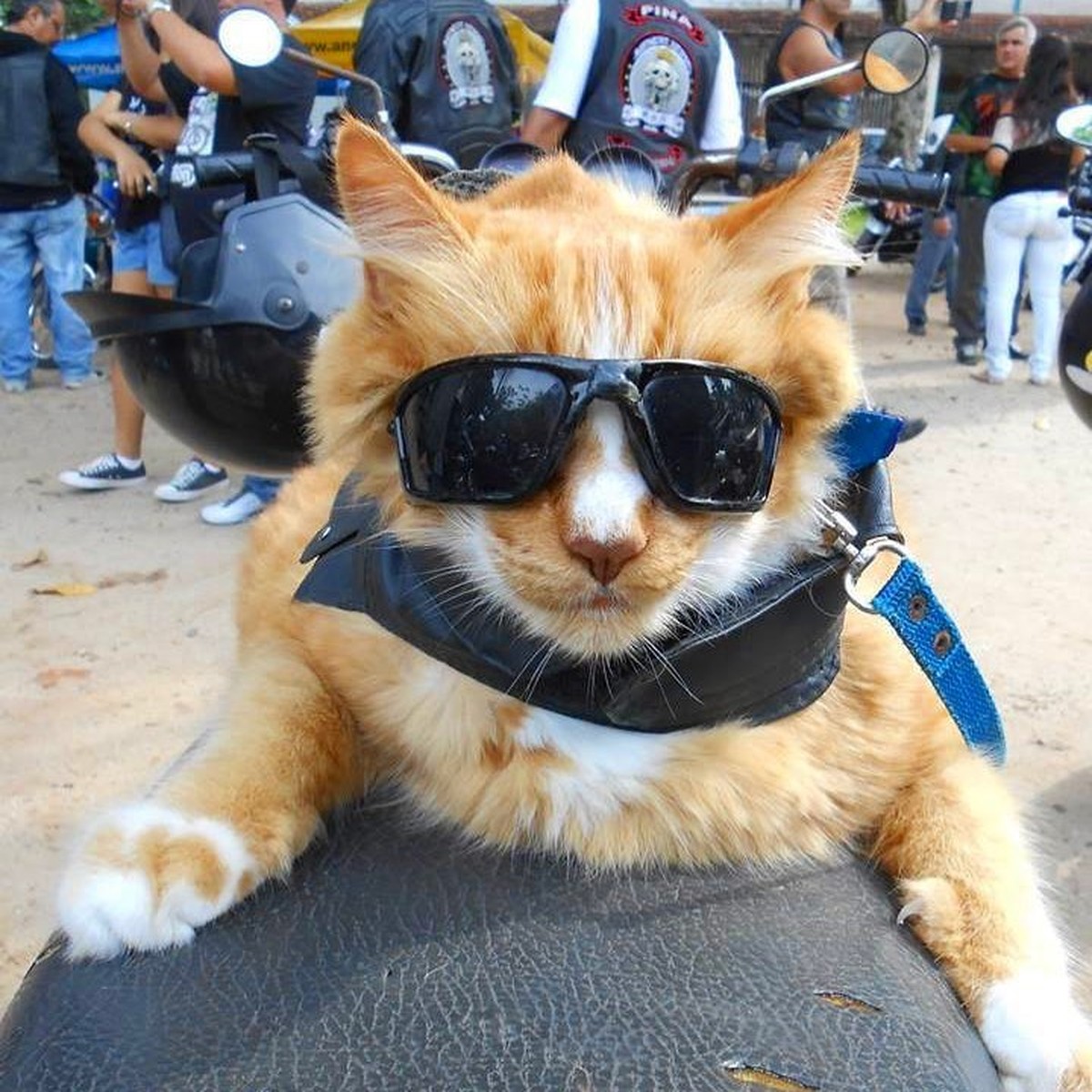 Chiquinho, gato motoqueiro que virou celebridade da internet, morre aos ...