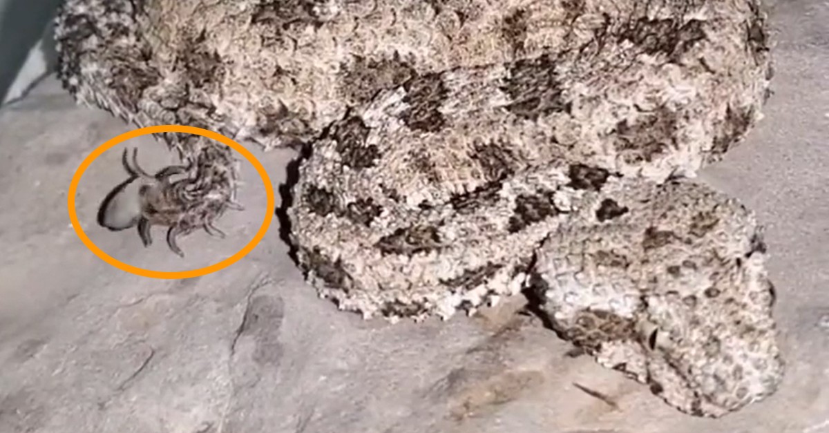 Cobra com chocalho de aranha viraliza e choca web | Viralizou | gshow